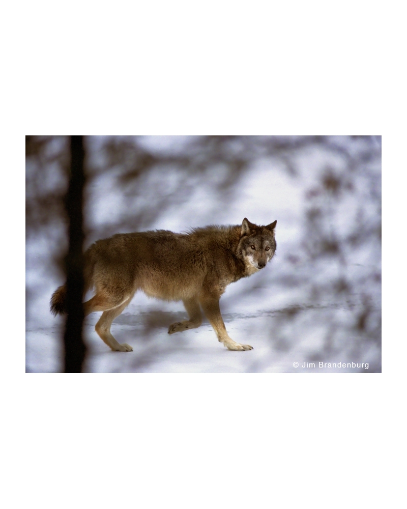 Photo art : Day66 Wolf following shoreline by Jim Brandenburg